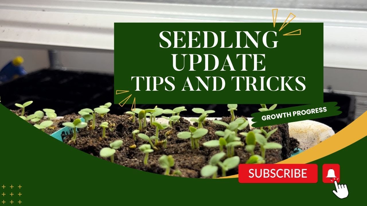 Seedling Update: Growth Progress and Tips for Success - YouTube