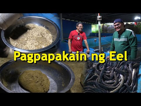 Paano Mag Alaga ng Eel - Pagpapakain ng Eel - YouTube
