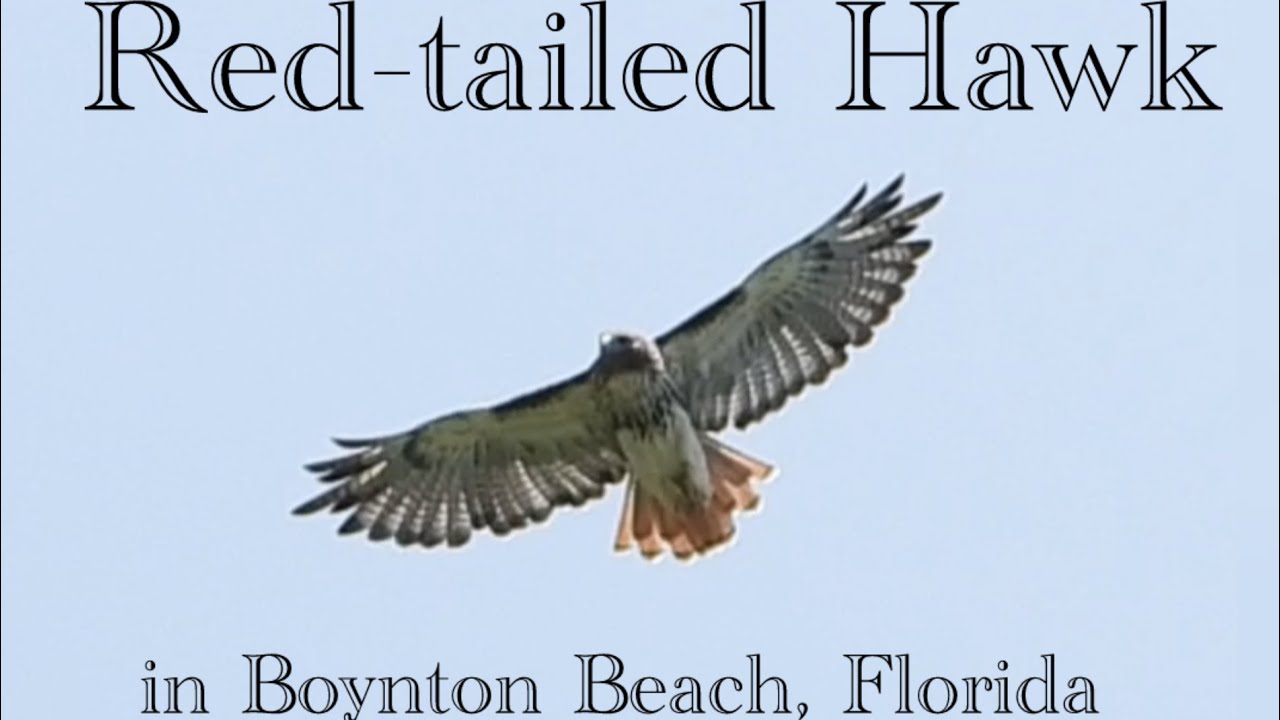 Exploring Thomas A. McGillicuddy Eco-Park in Boynton Beach, Florida (Red-tailed Hawk Encounter ...