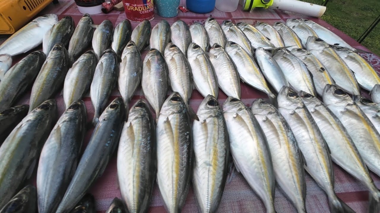 Ajing Gaming sa payaw Night fishing | Harvest ng Big eye scad ...