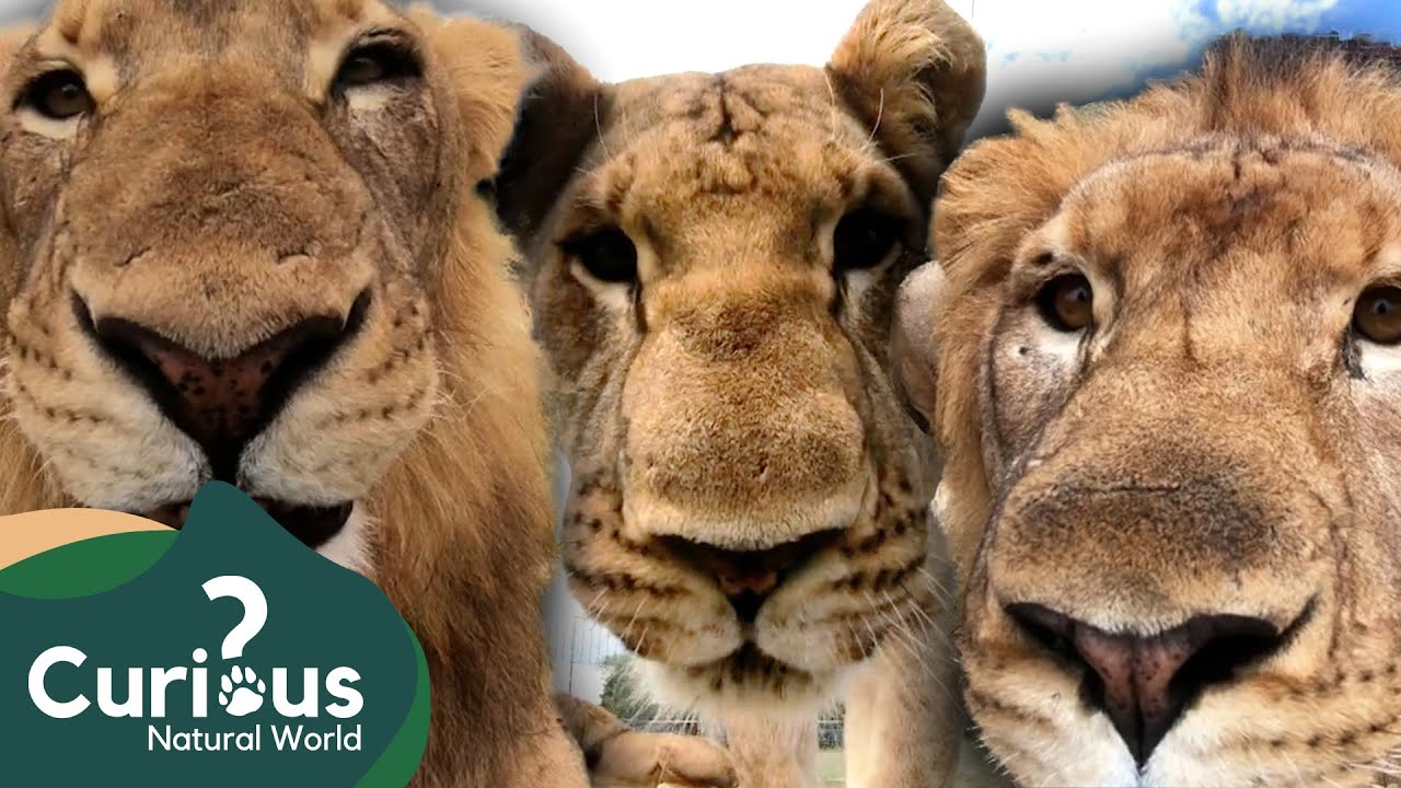 Looking After The Most Ferocious Predators On The Planet | Documentary ...