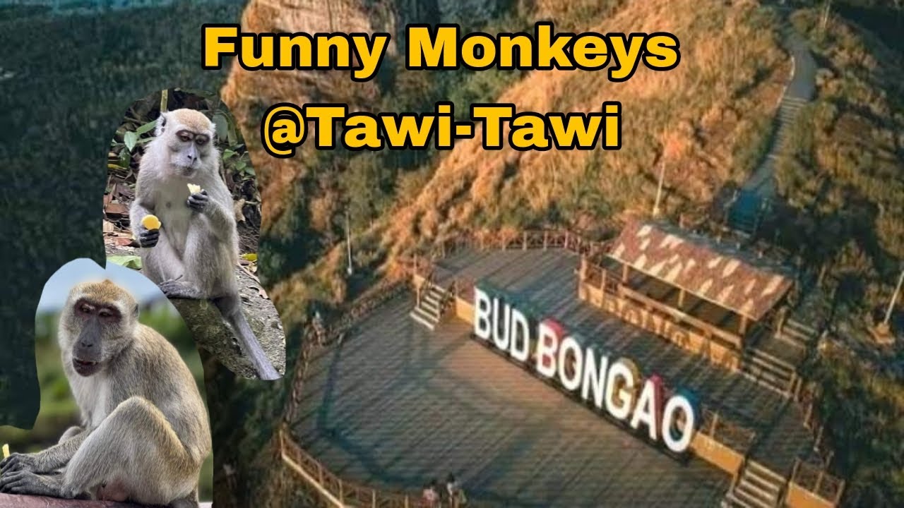 Funny Monkeys @ Bud Bongao Tawi-Tawi - YouTube