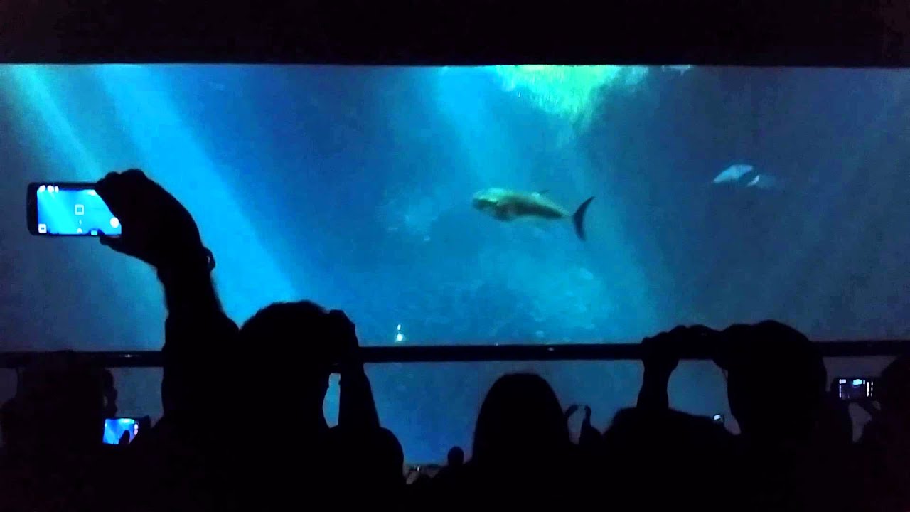 RAW 2015 - Open Ocean exhibit - YouTube