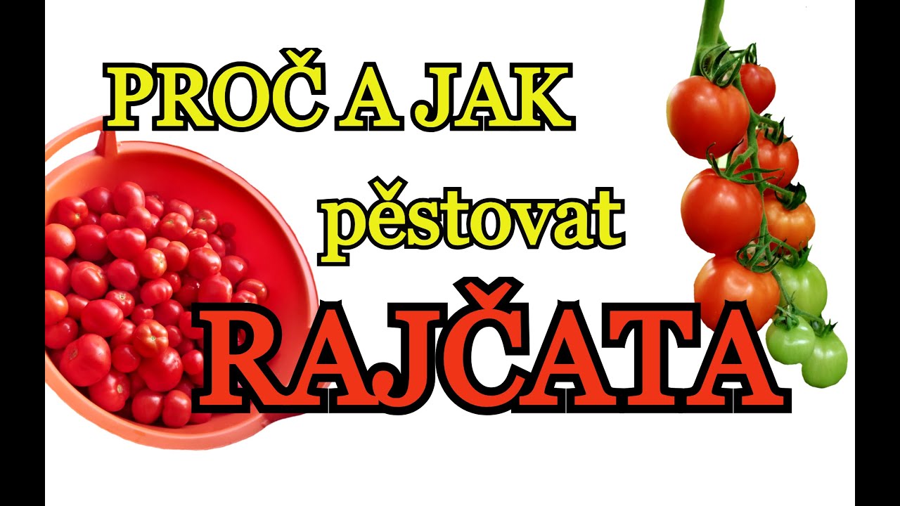 RAJČATA | Pěstování rajčat v domě i v bytě | PROČ a JAK pěstovat ...