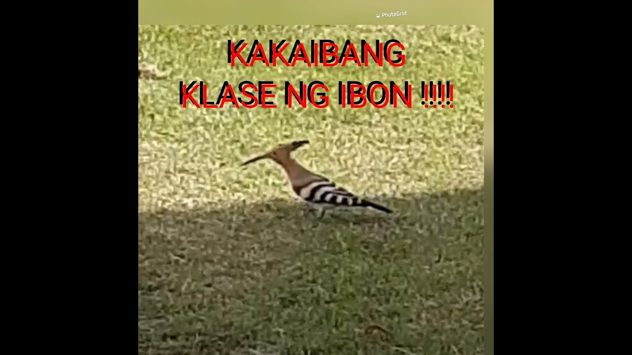 KAKAIBANG KLASE NG IBON ? - YouTube