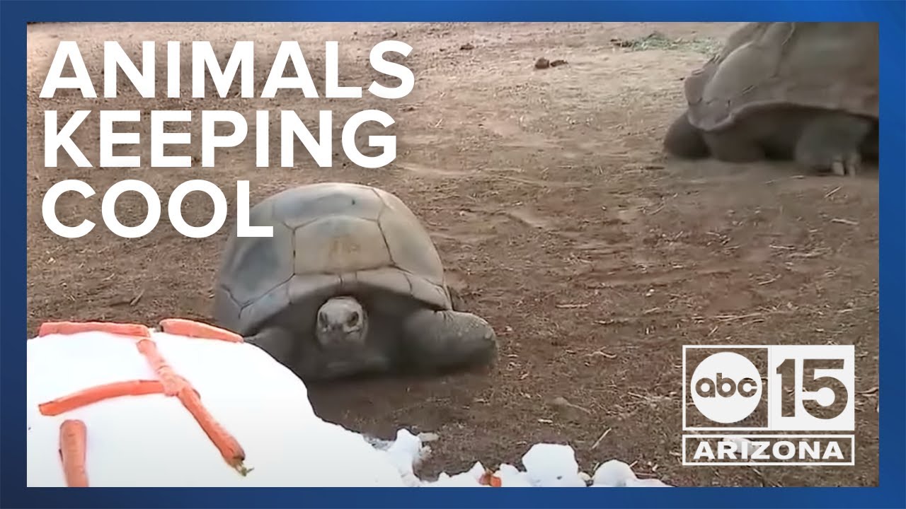 Phoenix Zoo gets tons of snow to help cool off its animals - YouTube
