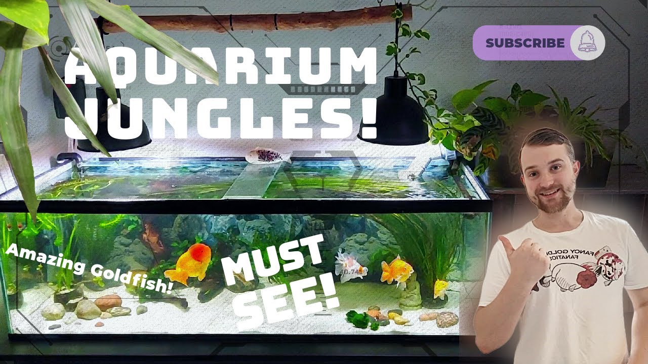 Rate my tank | AMAZING Planted Fancy Goldfish aquariums! | CHECK OUT ...