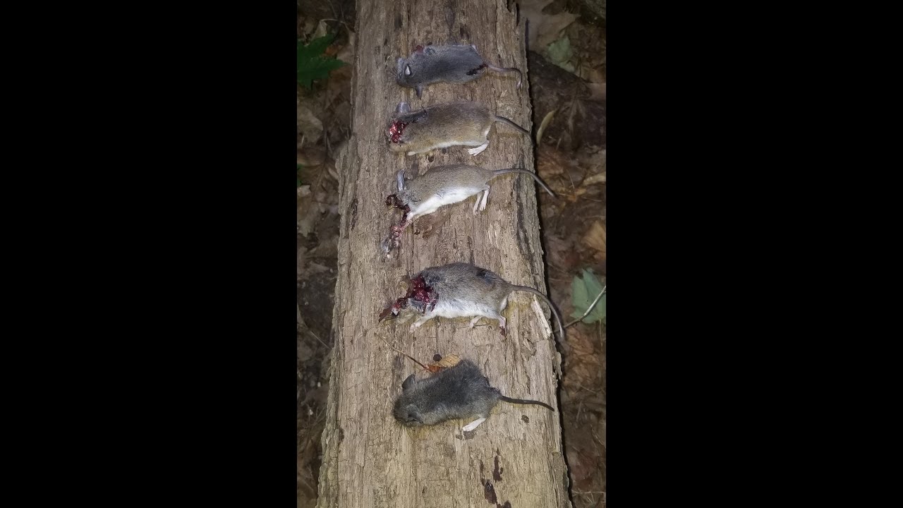5 Mice down and watching a few other animals in the woods - YouTube