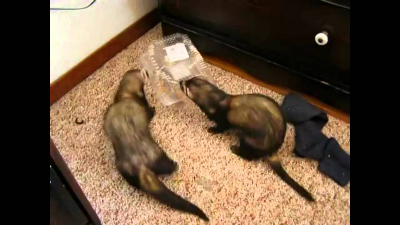 Ridiculous Ferret Fail - YouTube