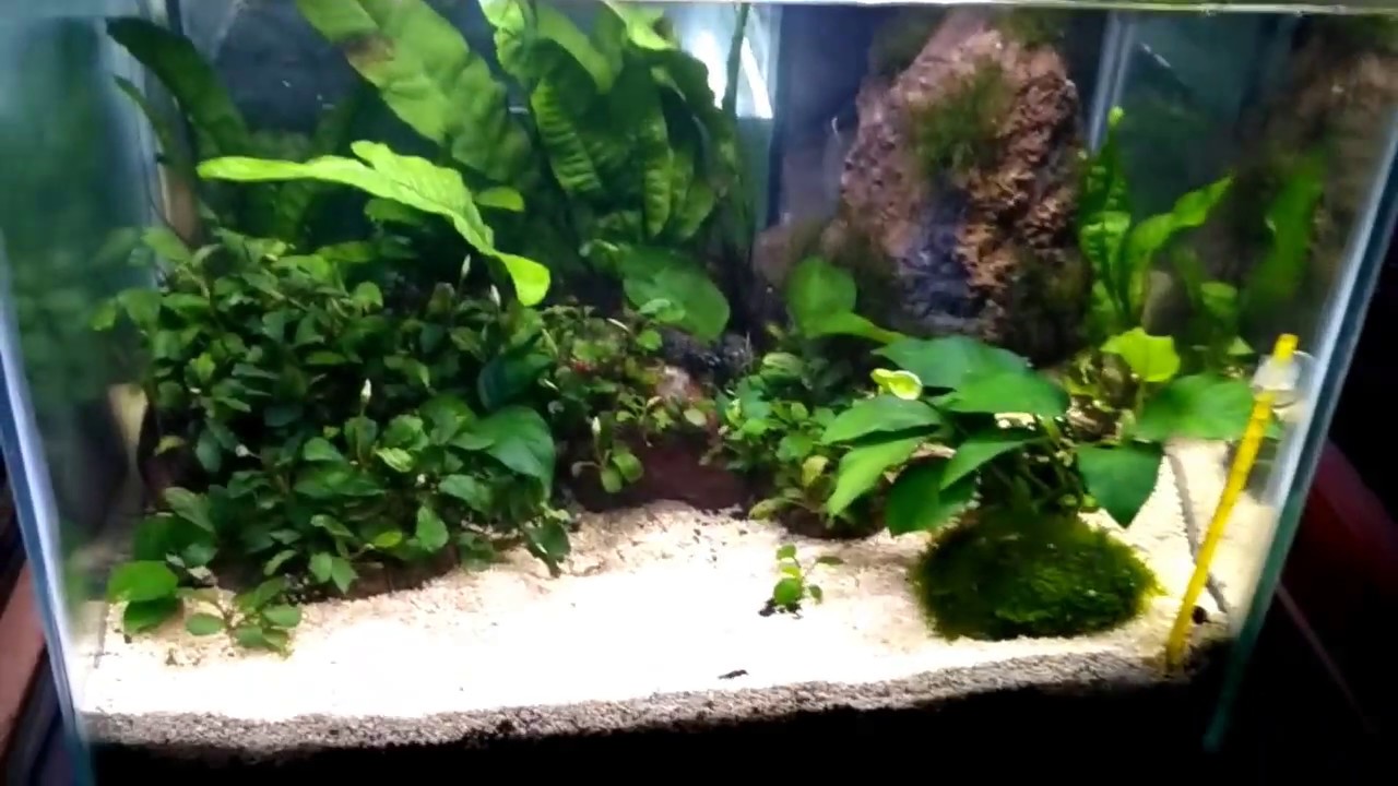 Aquascape bucephalandra dan anubias - YouTube