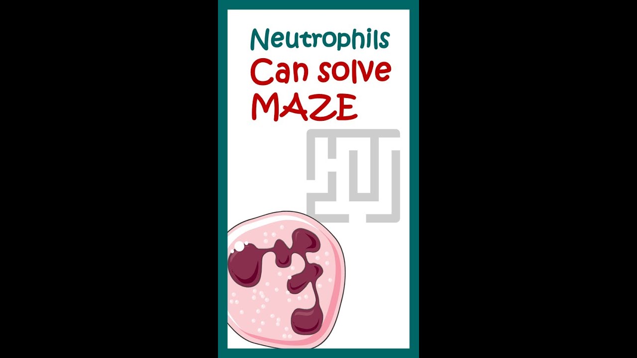 Neutrophils can solve maze | Animated biology with Arpan | Latest ...