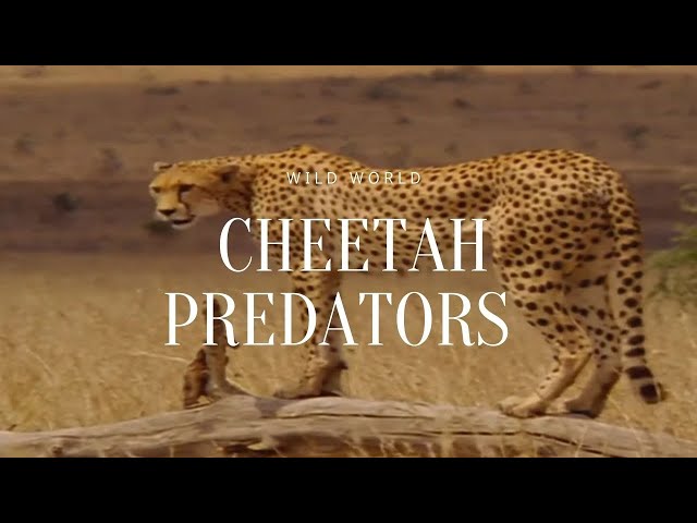 What Are Cheetahs Predators