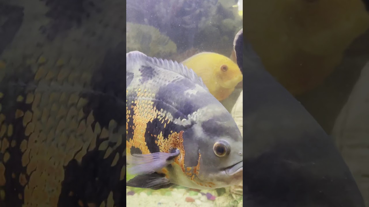 Giant Oscar Fish - YouTube