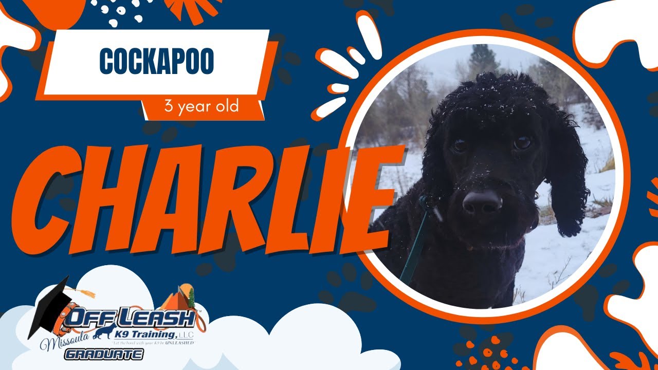 Charlie - 3 Year Old Cockapoo - Off Leash K9 Missoula - YouTube