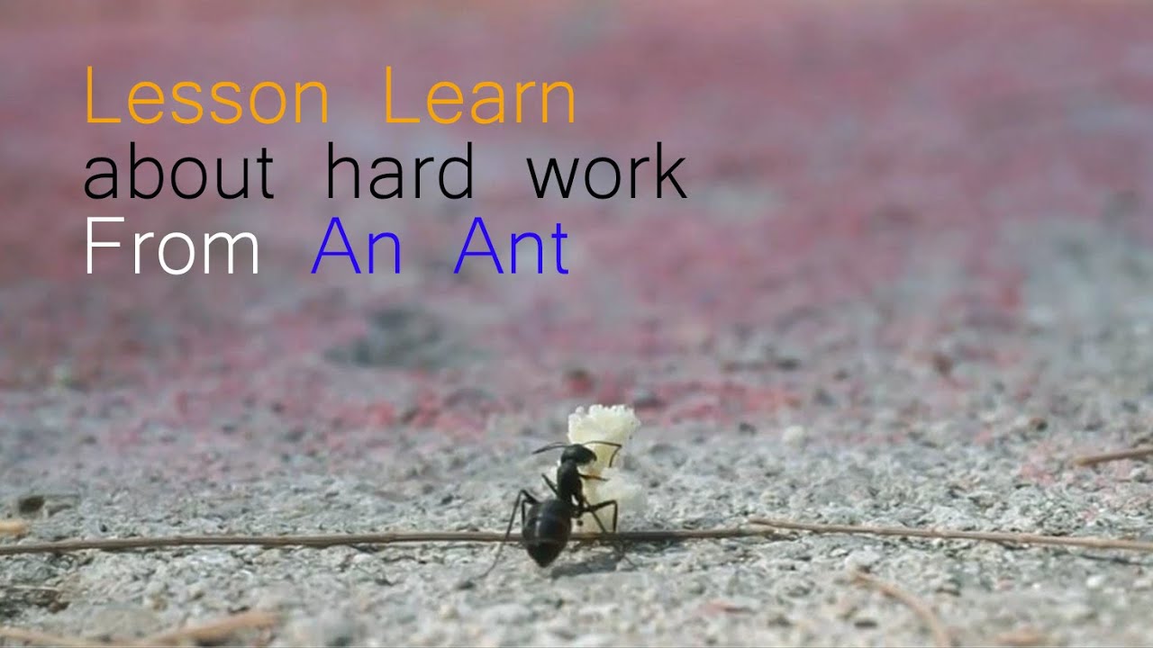 Hard Working Ants Quotes