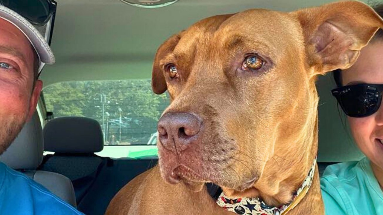 The dog that survived death multiple times finally found true love ...