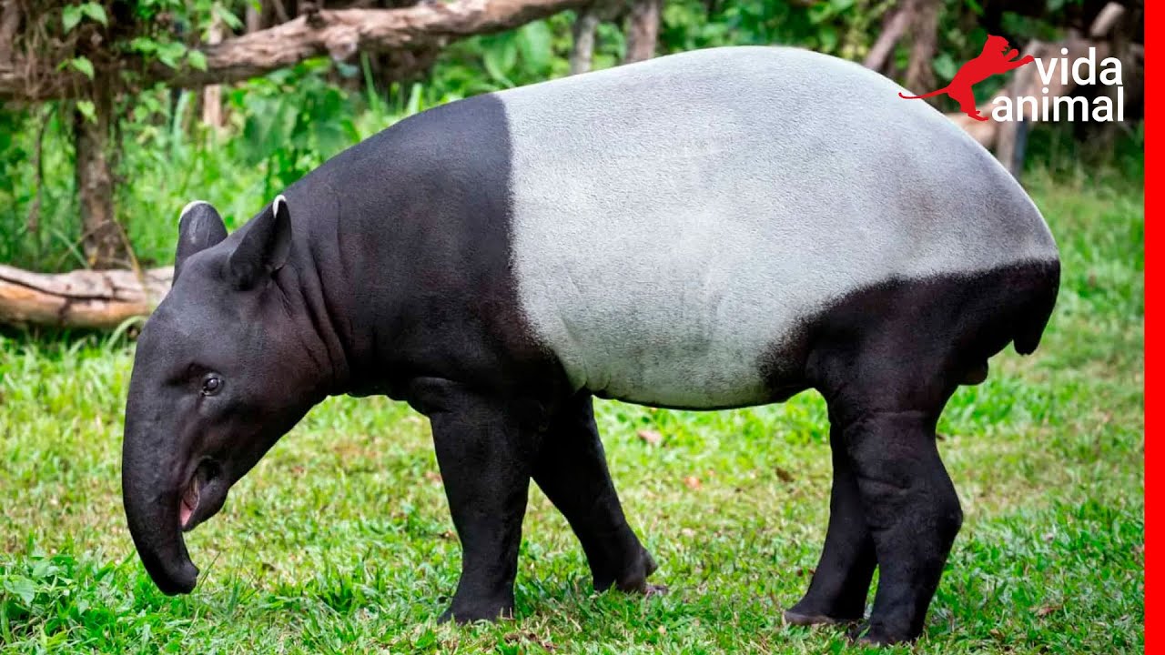 ANTA-MALAIA, CONHEÇA ESSA ESPÉCIE DE ANTA - VIDA ANIMAL - YouTube