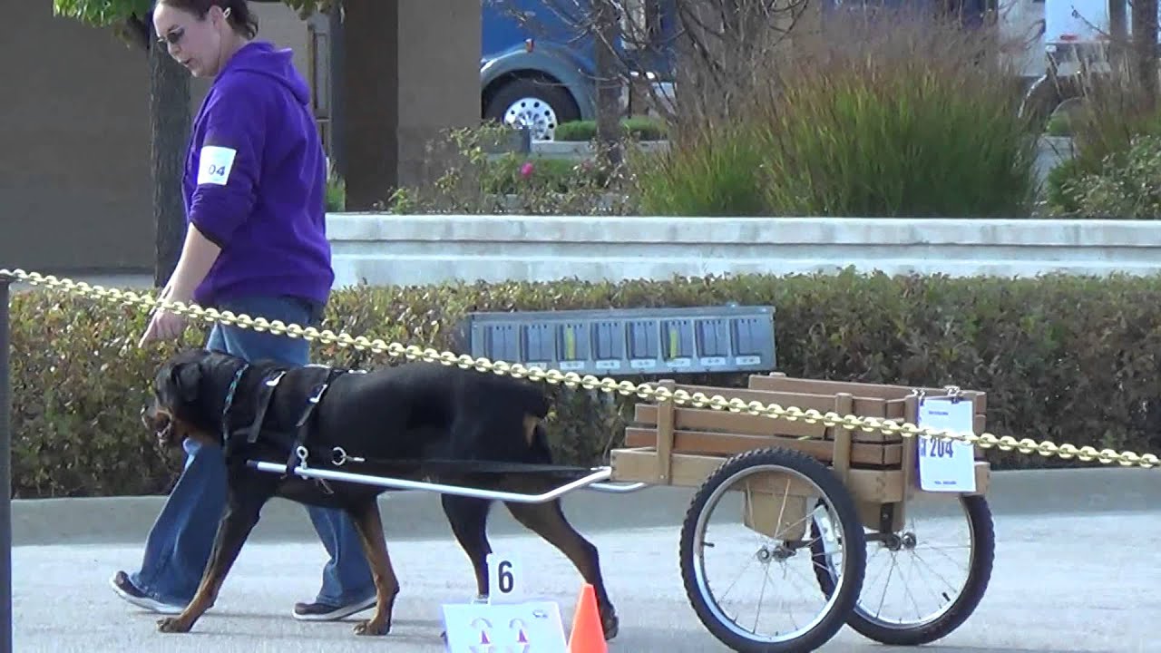 Medallion Rottweiler Club Carting Trial 10/7/15 part 2 - YouTube