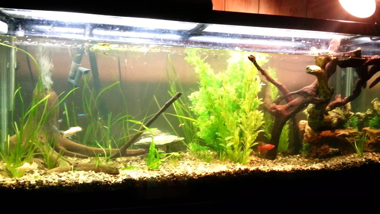 55 gallon musk turtle tank - YouTube