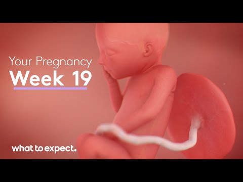 19 Weeks Pregnant - What to Expect
