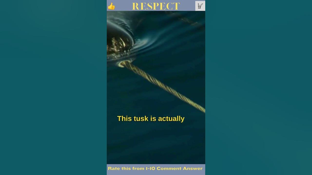 The Enigmatic Narwhal: Unveiling the Secrets of the Arctic Unicorn - YouTube