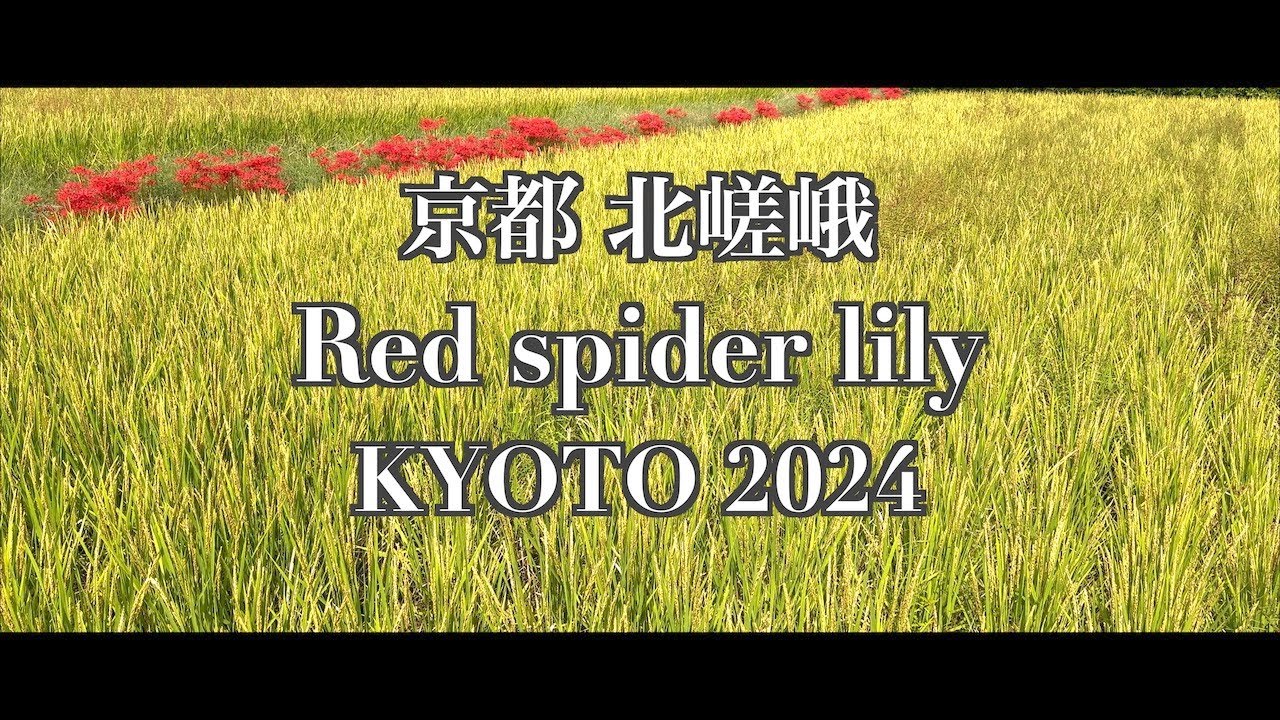 【京都】北嵯峨 彼岸花/Red spider lilies in Kyoto 2024 - YouTube