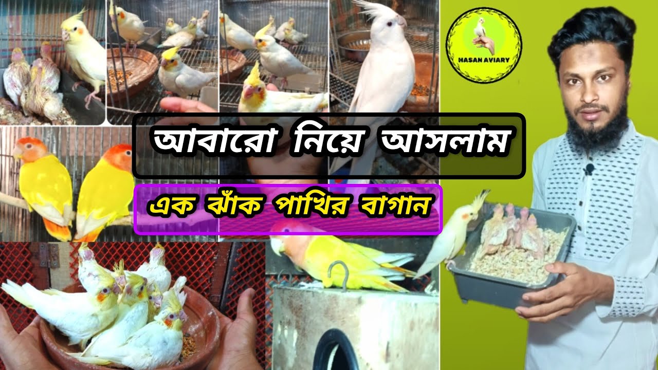 আমার রঙিন পাখির খামার থেকে পাখি বিক্রি হবে | Colorful bird farm | Hasan Aviary - YouTube