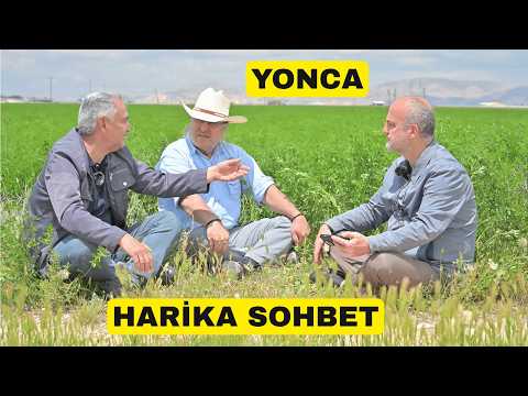 Hayvancılık ve Yonca Üretimi Hakkında Önemli Bilgiler!