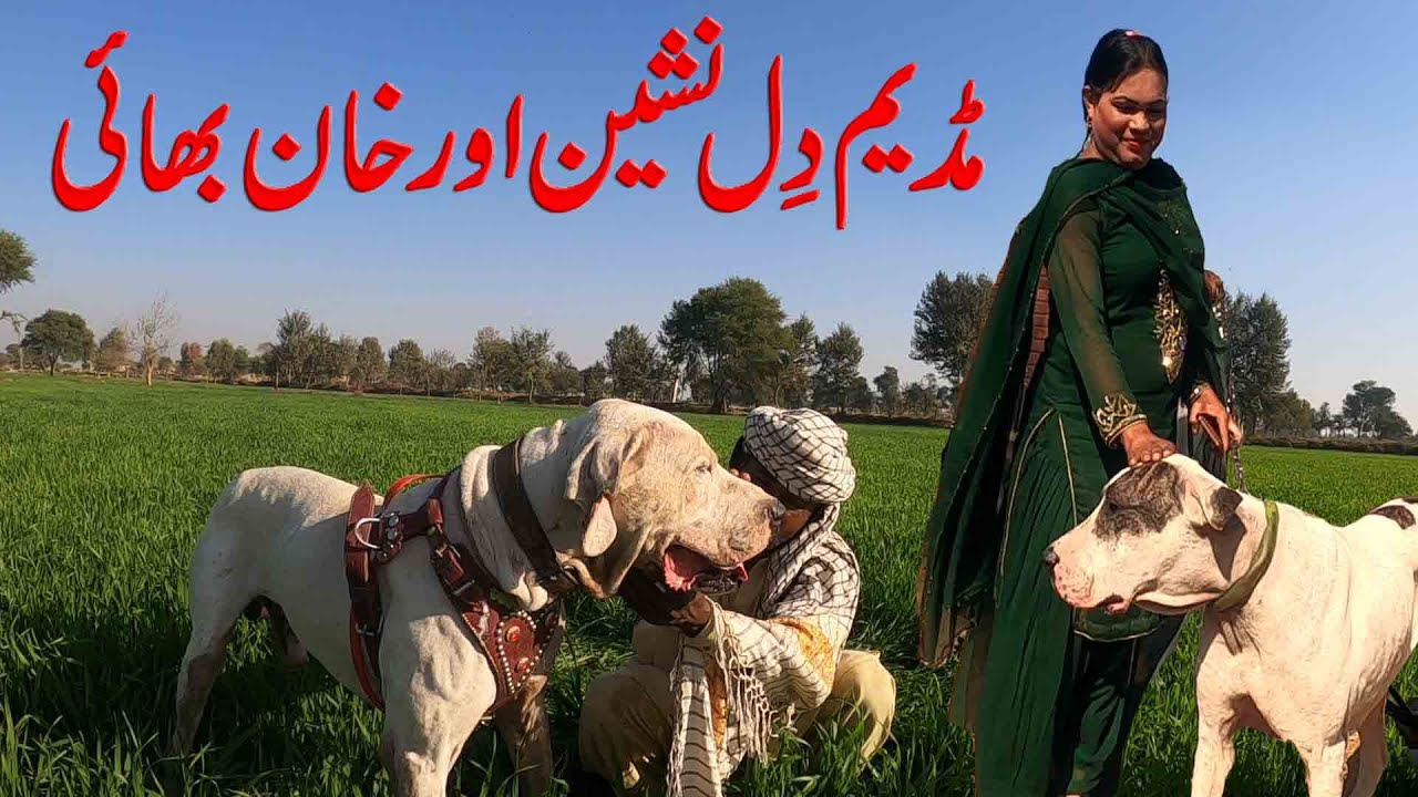 Best of Pakistan Bully Dog Puppy 9 Lakhia By Bully Dog Channel @Nafa TV ...