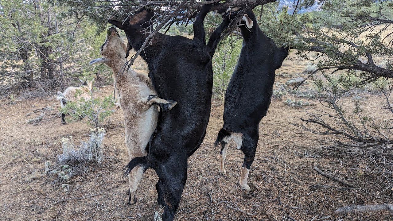 ⚡ Lightning Goats ⚡ Live Stream - YouTube