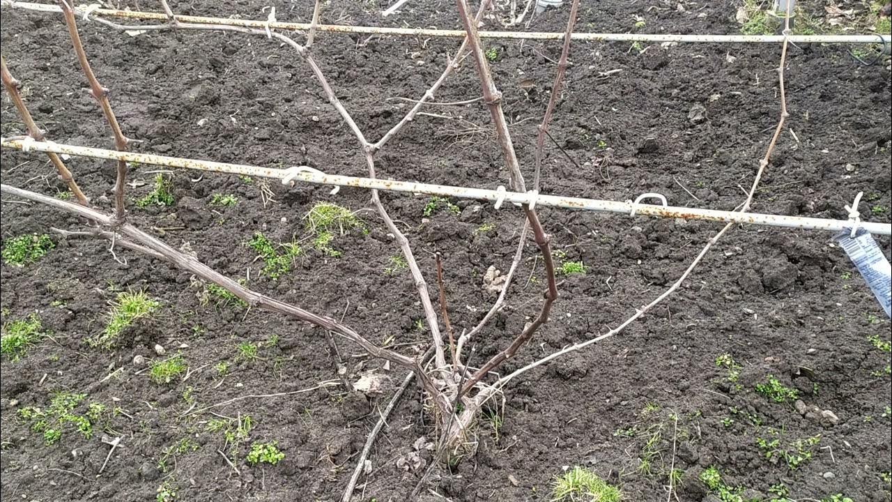 3 февраля 2024 г. Виноград Зоренька Херсон 👍🍇🇺🇦 - YouTube