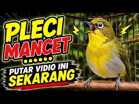 PLECI MANCET 🔥 Coba Putar Vidio Ini Pasti Langsung Gacor Dan Emosi