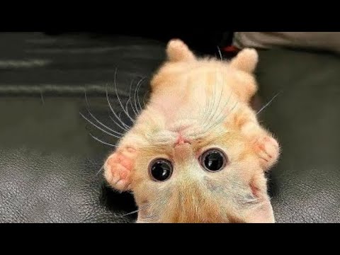 mono Cat Funny Animal Videos Of The 2023 🤣 #6- Funniest Cats And Dogs ...