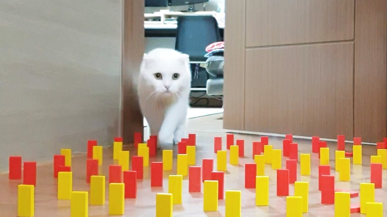 요즘 유행하는 고양이 장애물 피하기 챌린지 해봤어요! Cat Obstacle Avoidance Challenge - YouTube