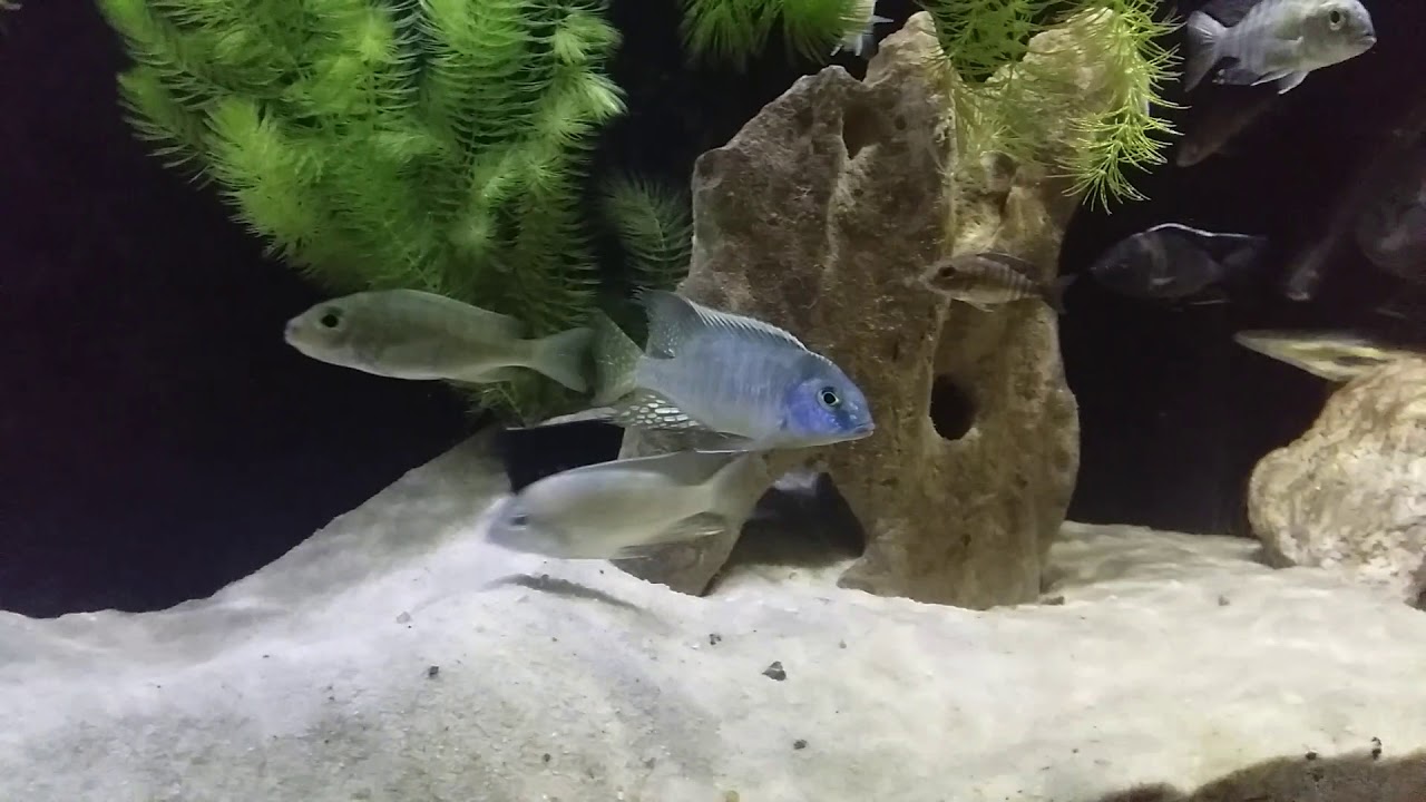 Lethrinops microstoma Likoma wf - YouTube