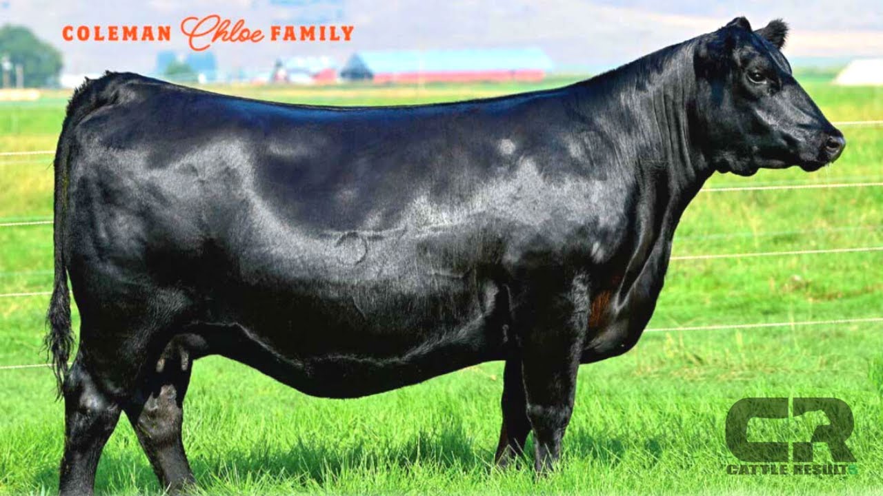 💲💲 $375,000 Black Angus Cow SOLD AT AUCTION, COLEMAN ANGUS, COLEMAN ...