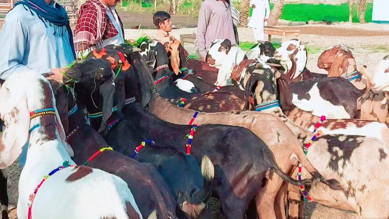 How to AJJ Ki Video Rajanpuri Ablak Shera Print Makhi Cheeni Bakryan ...