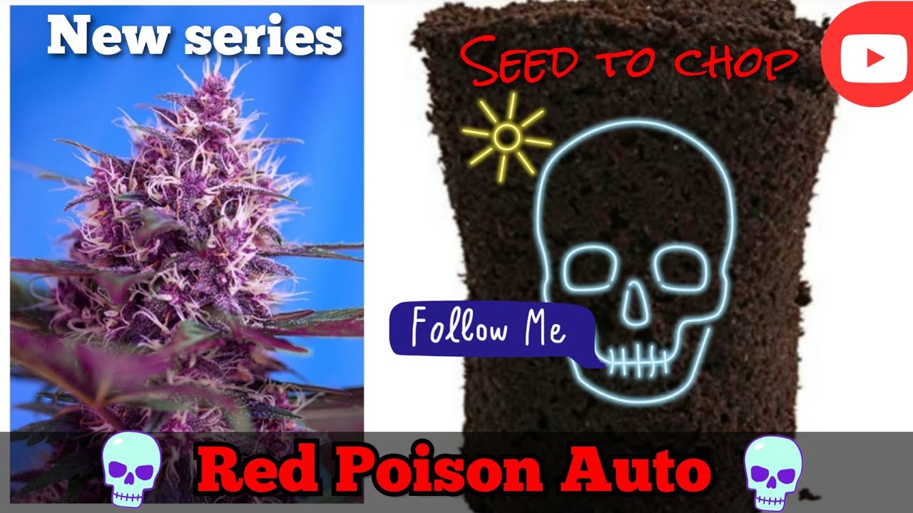 Red Poison Autos - FULL SEED TO CHOP + YIELD. SUBSCRIBE - YouTube