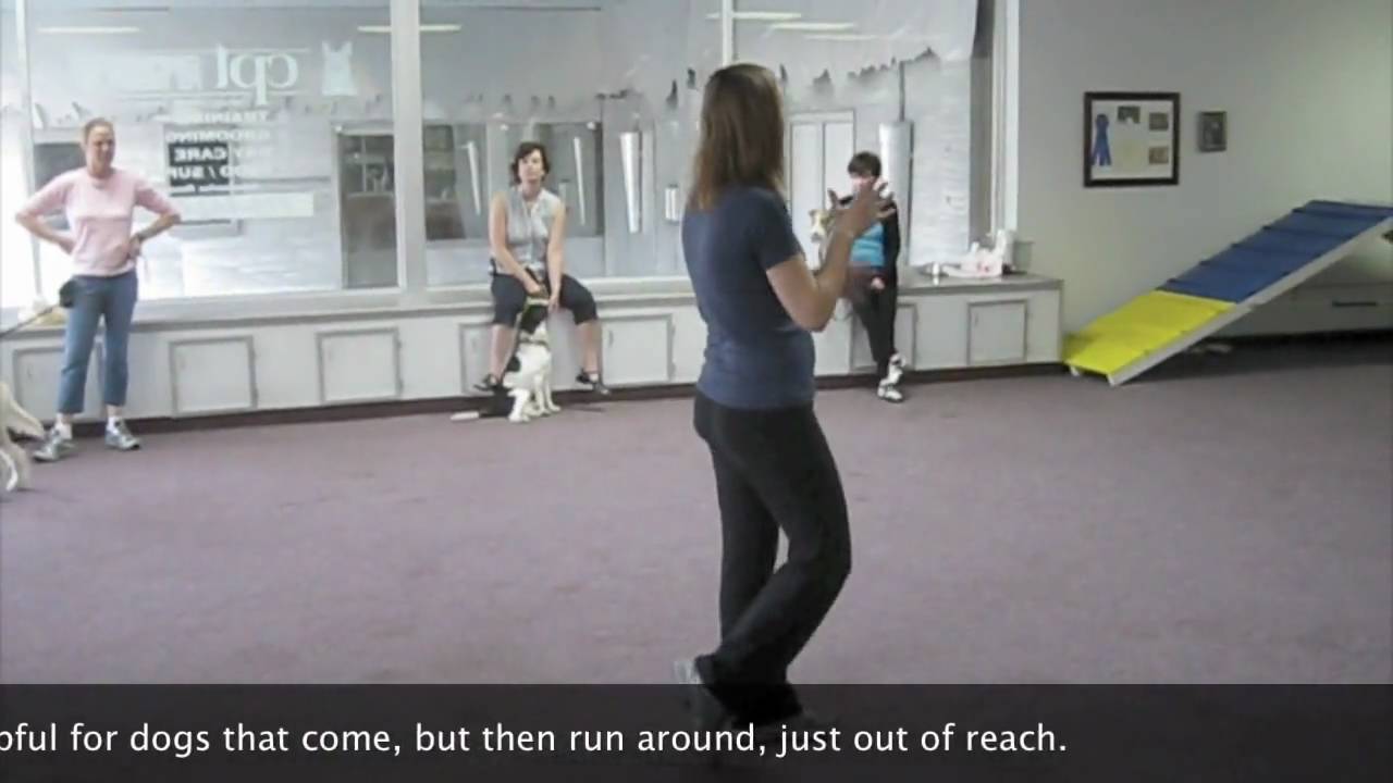 Dog Training: Intermediate Obedience Class at CPT Training - YouTube
