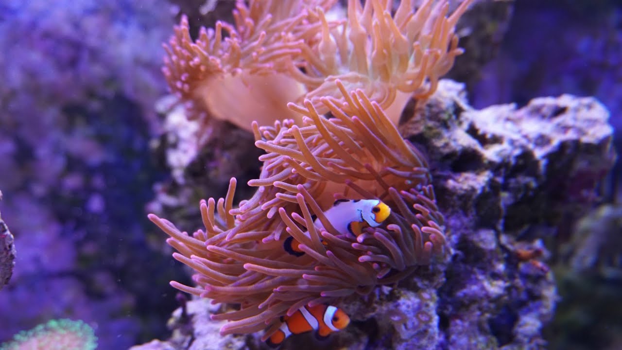 Clownfish host anemone in ONE DAY !!!!! - YouTube