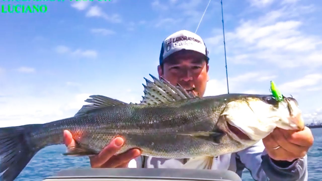 PESCA ROBALOS #1 BELA PESCARIA DE ROBALO NO PORTO DE NAGOYA,COM GUIA ...