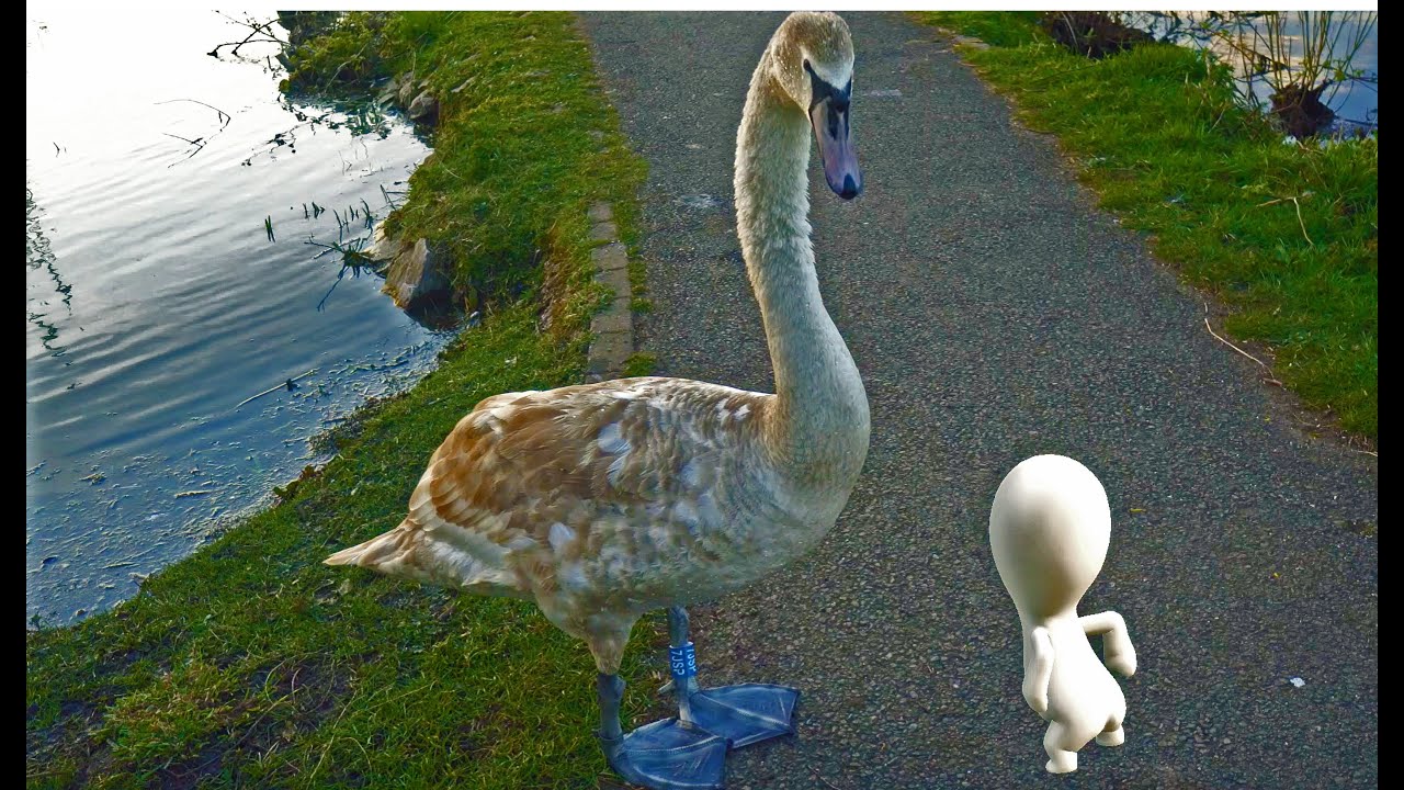 ANGRY SWAN 4K - YouTube