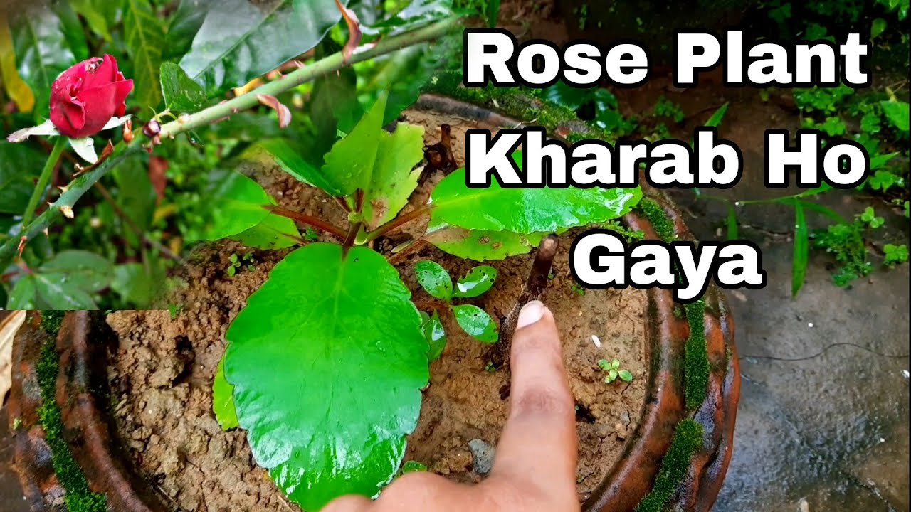 Rose Plant Kharab Ho Gaya 😩|| Aahir Yadav Vlogs || #youtube #vlogs # ...