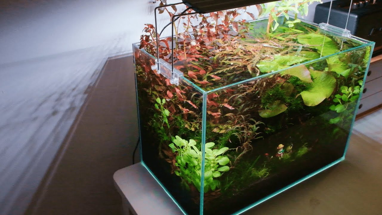 3 MONTHS Timelapse - My first aquarium tank - YouTube