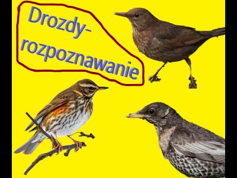 Jak rozpoznać drozdy? - YouTube