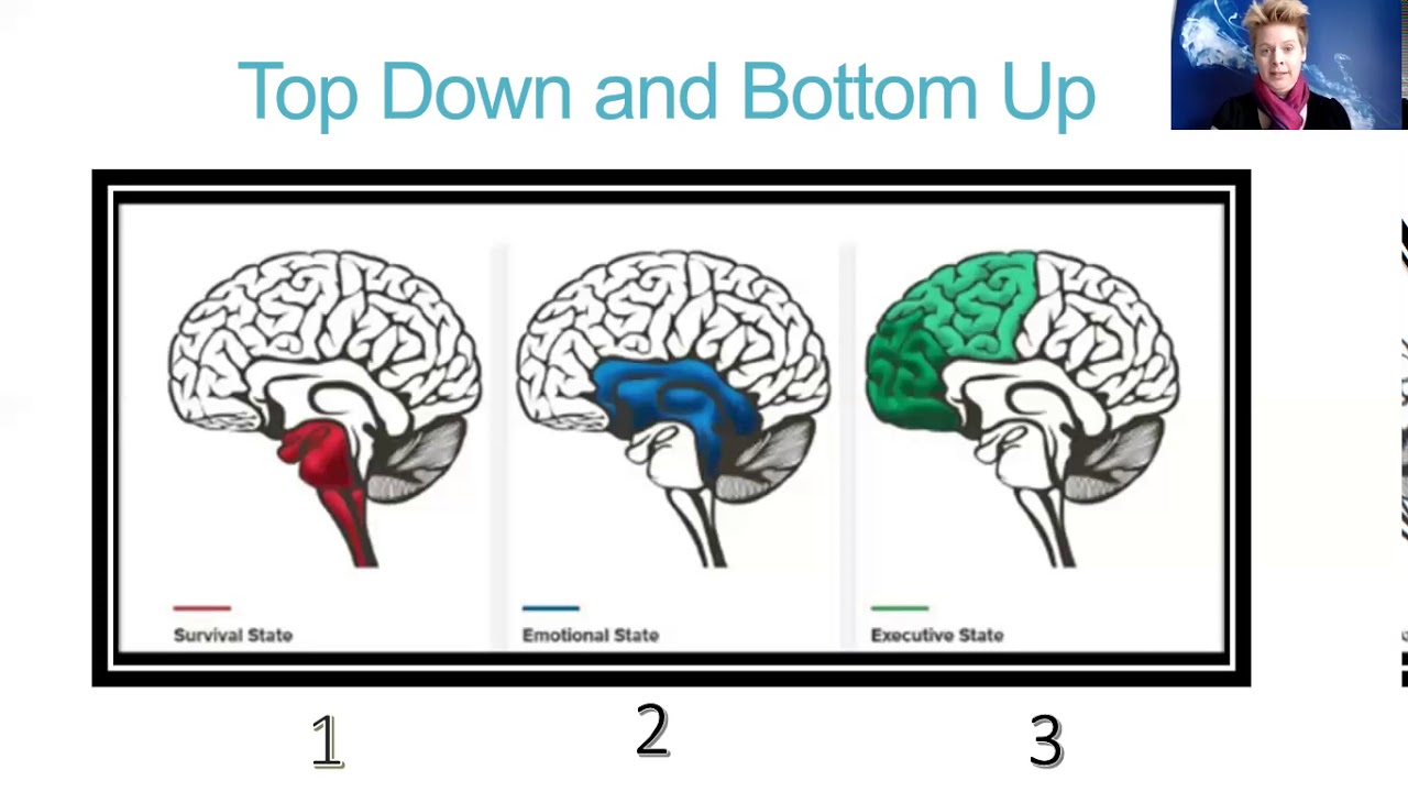 Bottom-Up Treatment Approaches to Trauma Treatment - YouTube