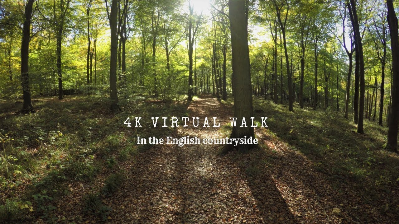 Relaxing Virtual Walk Forest Walk -Around An English Wood - See THe UK ...