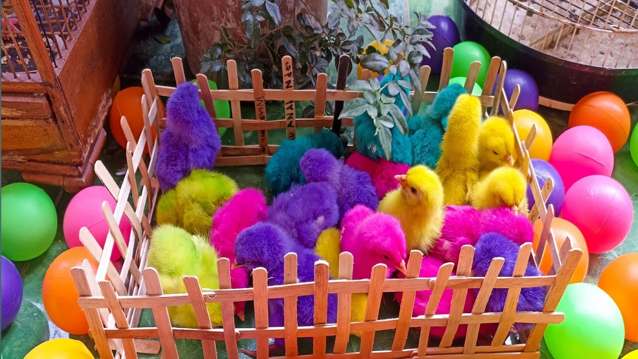 Tangkap ayam lucu,ayam warna warni,ayam rainbow gokil,ayam broiler ...