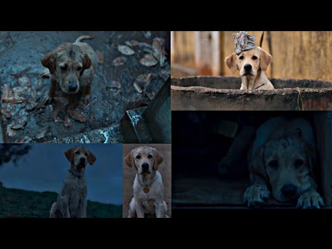 𝐂𝐡𝐚𝐫𝐥𝐢𝐞 777🥀 | EMOTIONAL WHATSAPP STATUS 🥺 | 𝐃𝐨𝐠 𝐋𝐨𝐯𝐞 🐕 | 𝐒𝐚𝐝 𝐇𝐞𝐚𝐫𝐭 𝐓𝐨𝐮𝐜𝐡𝐢𝐧𝐠 | 4🅺 🆂🆃🅰🆃🆄🆂 #charlie ❤️