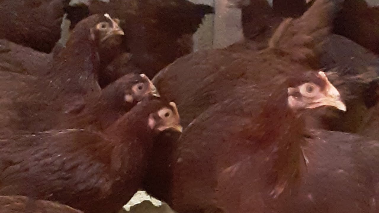 Chicken Coop DIY Improvements: Adding A Chicken Run & Opening To A ...